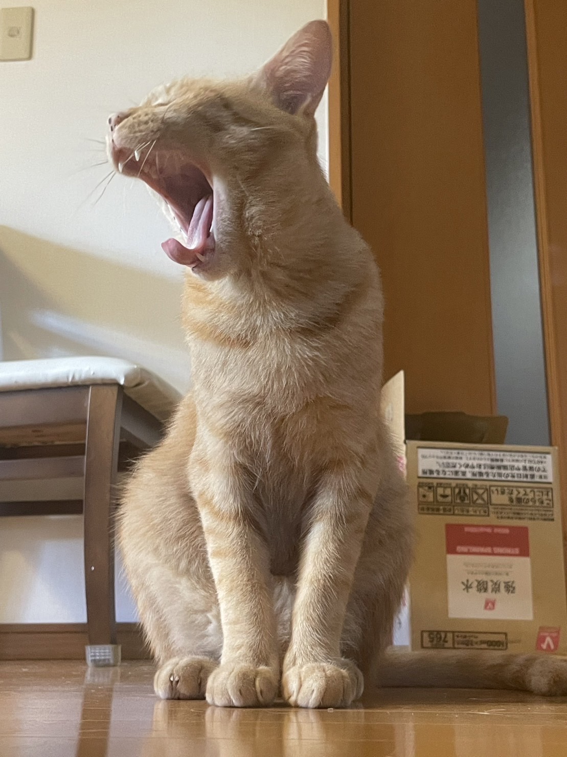 里親募集中 じゃんくん | ちーむにゃいんず公式HP